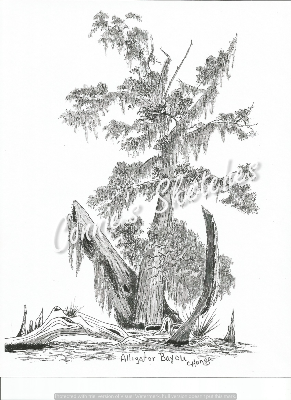 Bayou Scenes – Connie’s Sketches